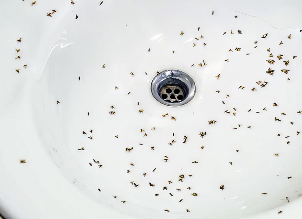 How to Get Rid of Drain Flies | Top Things to Try
